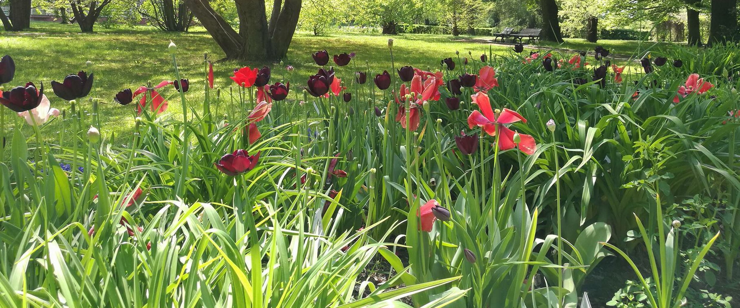 Parks und Naturgebiete in Pankow | pankow-weissensee-prenzlauerberg.berlin